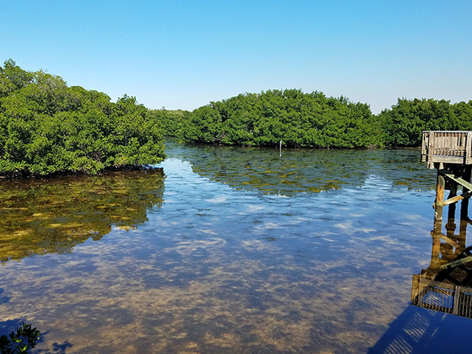 Crystal clear waters reflect the mangrove's tangled roots &ndash; nature's own architectural marvel designed by millions of years of evolution.