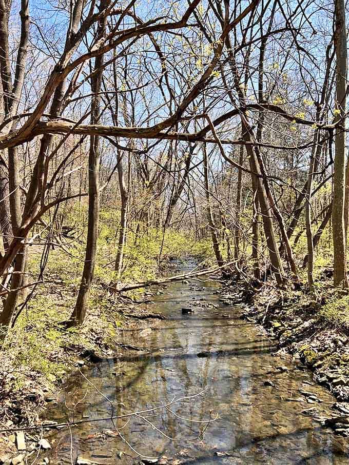 Sunlight filters through bare branches along this peaceful path, where contemplative walks replace the hustle of city life.