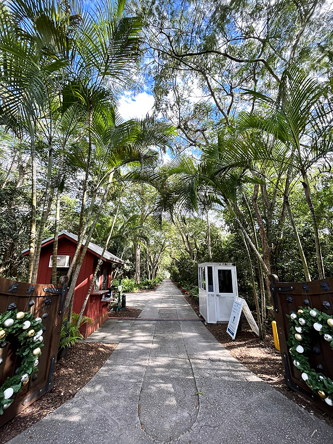 Nature creates its own cathedral along this shaded pathway, where dappled sunlight plays hide-and-seek between tropical canopies.