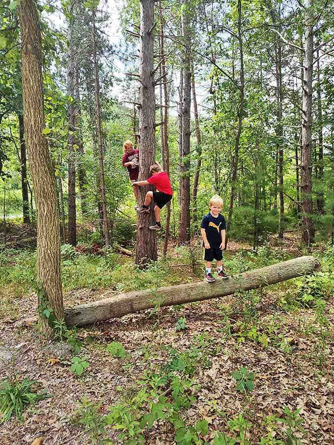 Young explorers turning trees into jungle gyms &ndash; childhood as it should be, with bark-stained hands and imagination running wild.