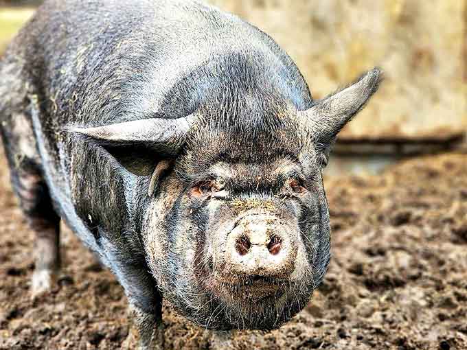 This pot-bellied pig has mastered the art of looking simultaneously judgmental and adorable, a skill many humans still struggle with.