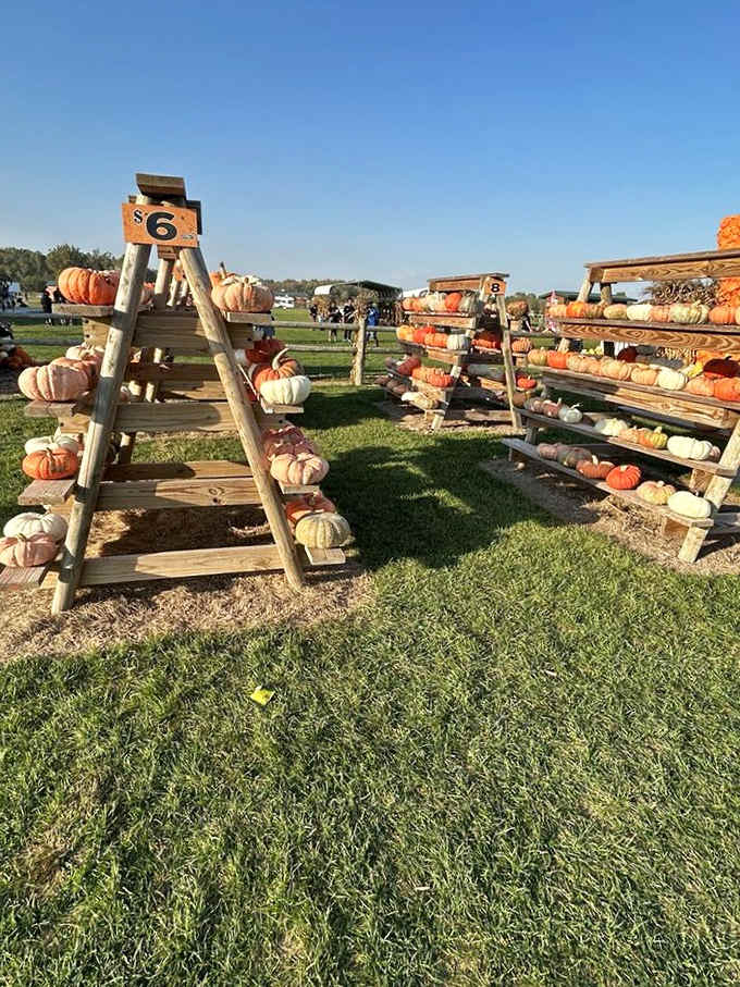 A rustic wooden display showcases an array of pumpkins in every shape, size, and hue, numbered for easy selection during fall harvest season.