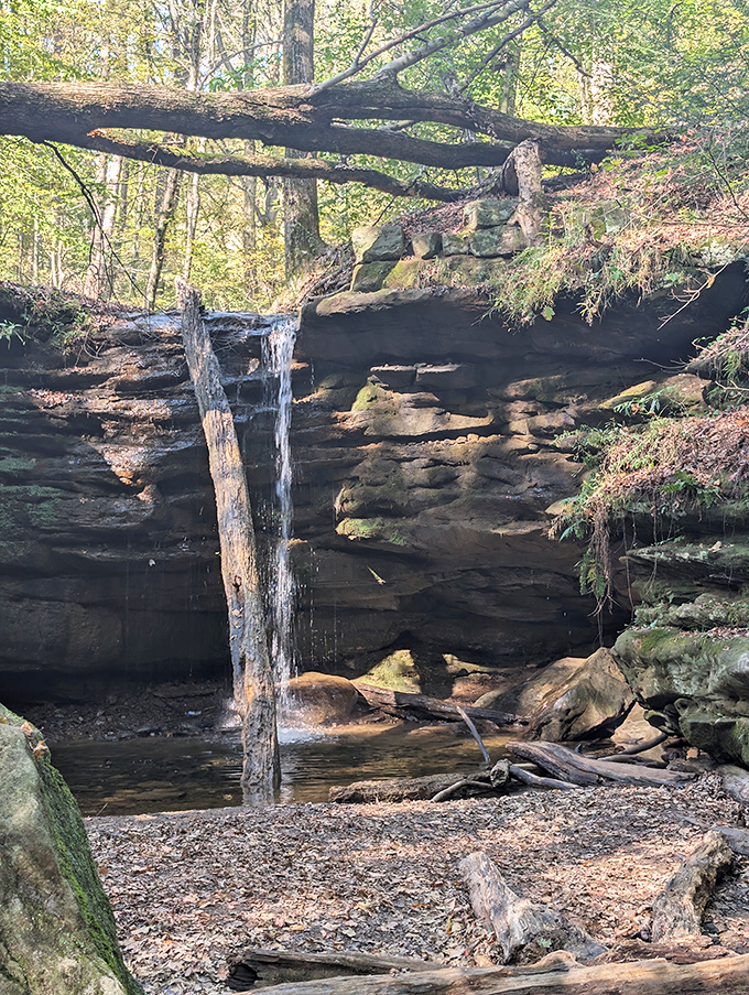 A delicate waterfall emerges from the forest canopy, proof that sometimes the most magical sights require a bit of searching.