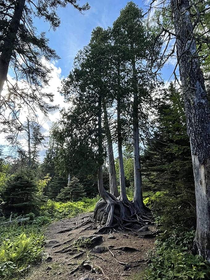 Ancient tree roots create nature's staircase along the trail, their exposed tendrils telling stories of resilience.