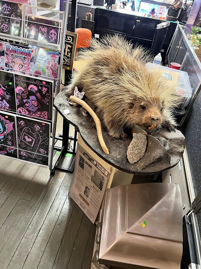 The taxidermy collection includes this magnificent porcupine, forever frozen in time and looking surprisingly judgmental about your life choices.