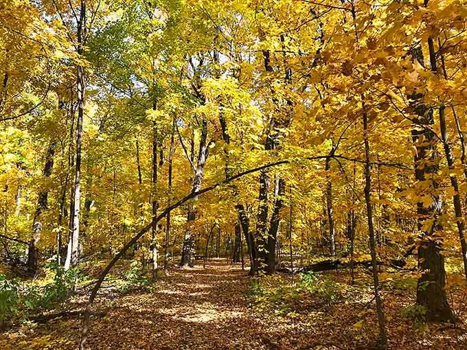 Fall in The Big Woods Preserve creates a golden cathedral of leaves that makes even non-photographers suddenly fancy themselves as Ansel Adams.