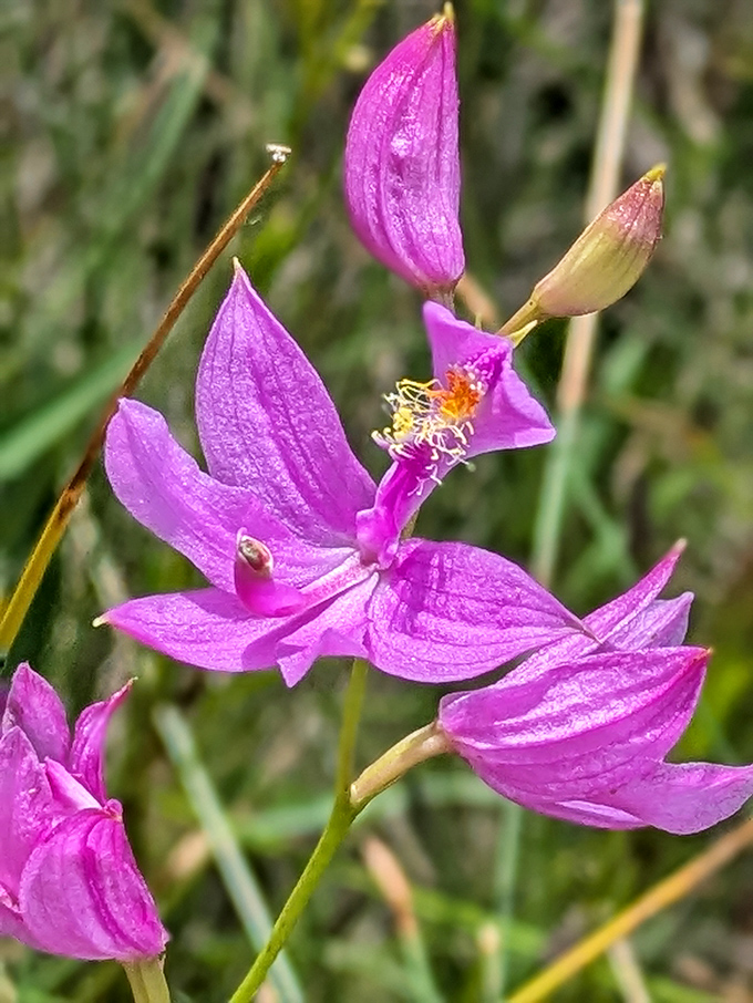The tuberous grass pink orchid&mdash;nature's way of saying "I can create something more fabulous than your fanciest party dress."