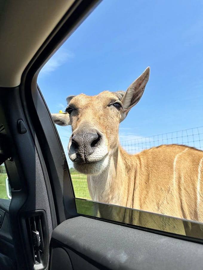 "Excuse me, do you have your passport?" This inquisitive antelope seems to be conducting its own border inspection.