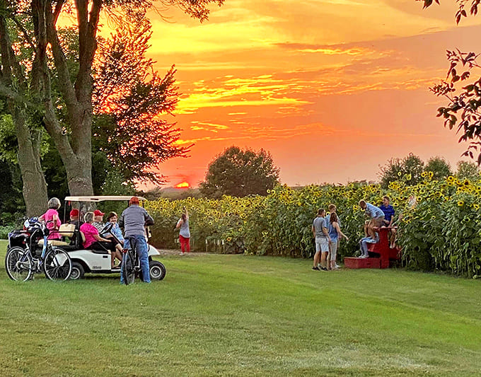 Sunset chasers gather at day's end, when the golden hour meets golden flowers for Minnesota's most magical light show.