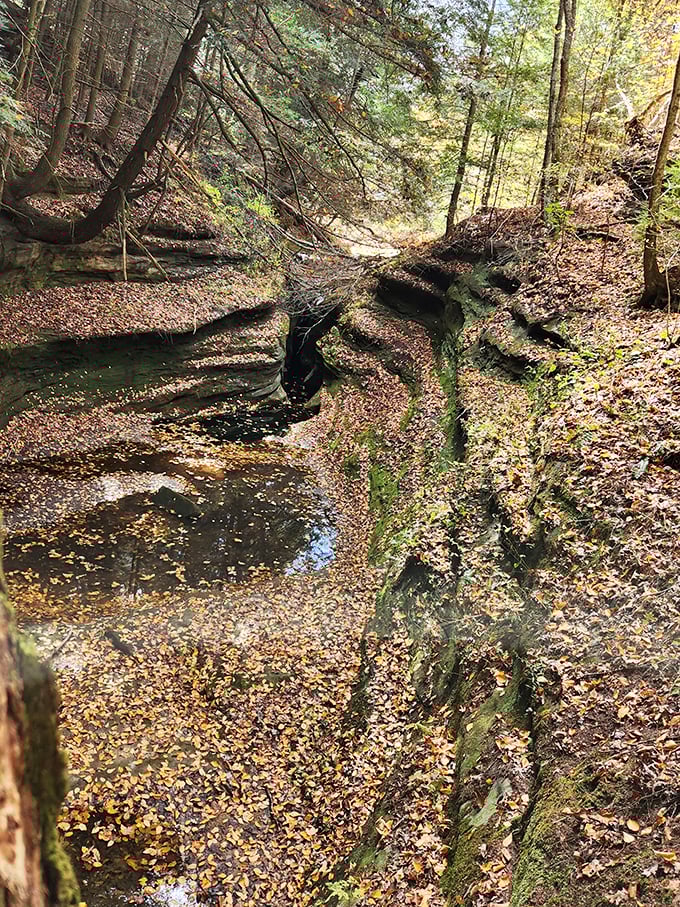 Autumn transforms the gorge into a golden gallery, where fallen leaves create nature's confetti around the twisting waters.