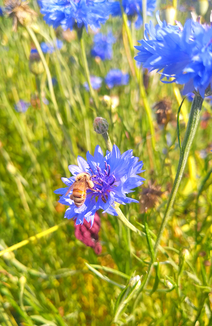 Busy botanist at work! This industrious honeybee doesn't just collect pollen &ndash; it's helping orchestrate next season's floral symphony.