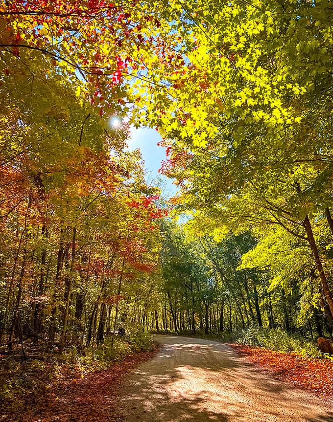 Fall's paintbrush transforms the forest into a kaleidoscope of amber and crimson &ndash; Mother Nature showing off her seasonal wardrobe change.