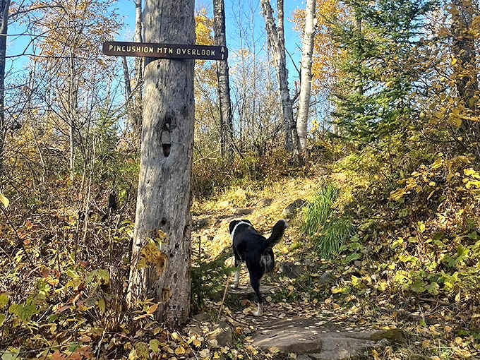 Even four-legged explorers can't resist the call of adventure at Pincushion Mountain. That sign means we're getting close!