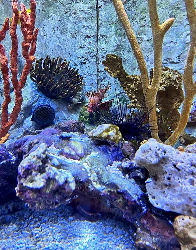 Nature's living jewelry box &ndash; vibrant coral formations and spiky sea urchins create an underwater garden that rivals any terrestrial landscape.