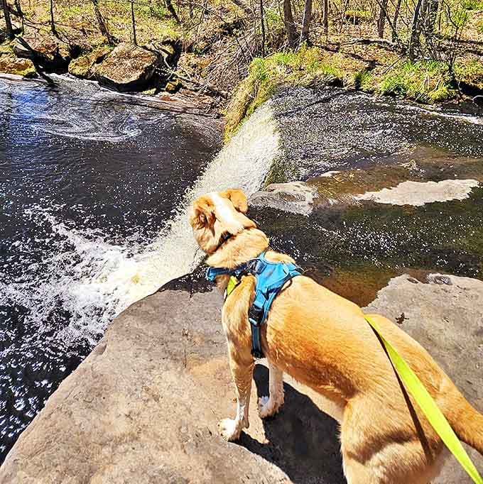 Four-legged hiking companions often appreciate the falls most purely &ndash; no Instagram needed, just the joy of discovery and adventure.