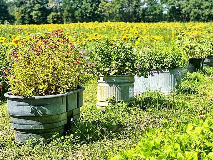 Garden containers burst with colorful blooms, offering inspiration for visitors to create their own slice of paradise at home.