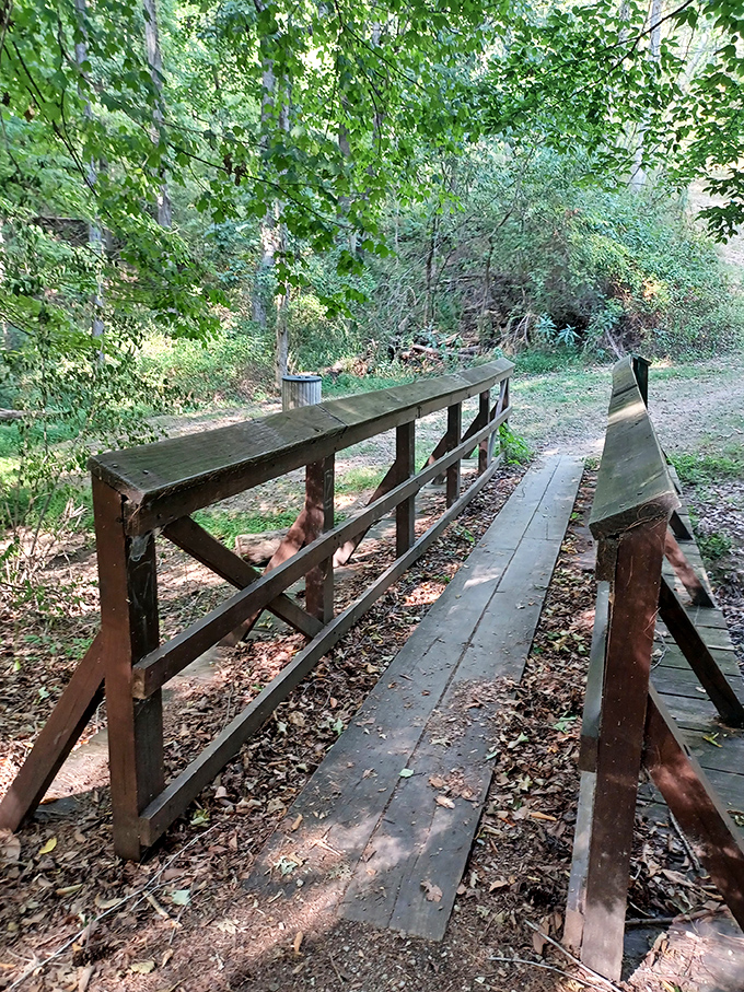 This weathered wooden bridge seems to whisper stories of countless crossings, a portal between forest realms.