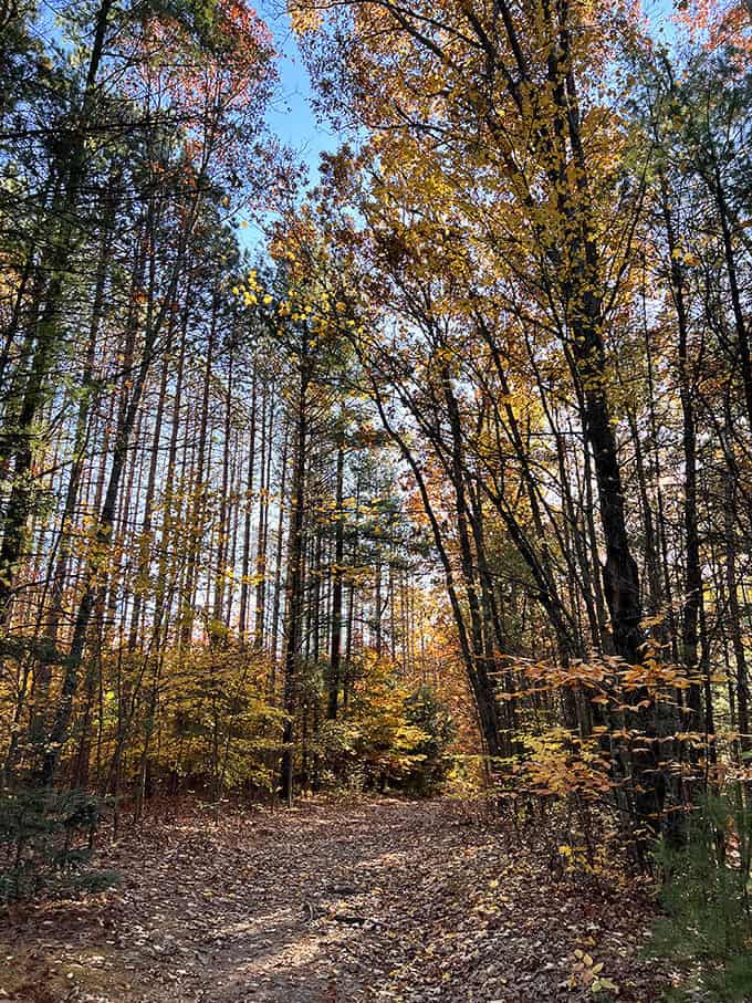 Autumn transforms the forest trails into a corridor of color that rivals any art gallery you've ever visited, and admission is free.