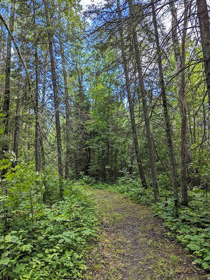 Dappled sunlight filters through the northern forest, creating natural spotlights on a trail that whispers rather than shouts.
