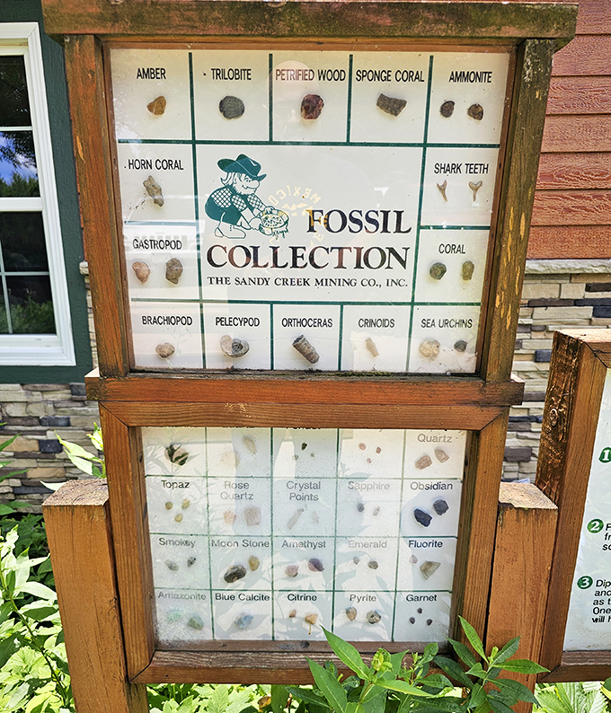 Earth's treasure chest: The Sandy Creek Mining Company's fossil collection displays ancient remnants from when Minnesota was a tropical sea.