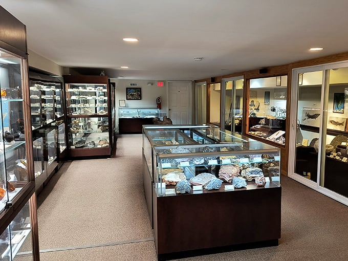 The museum's thoughtful layout guides visitors through time itself, with each cabinet revealing new chapters in Earth's biography.