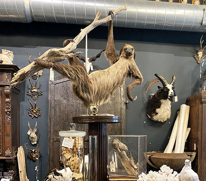 This preserved sloth seems surprisingly content in his eternal repose, hanging from a branch as if he just found the perfect spot for a nap.
