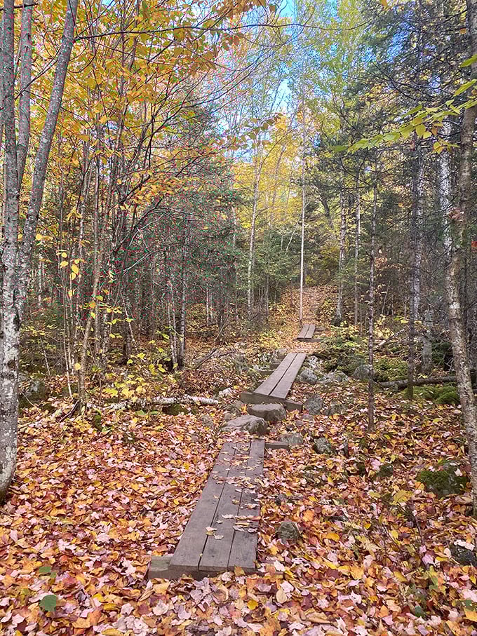 Fall's golden palette creates a magical backdrop along the trail, where every step crunches with autumn's colorful confetti.