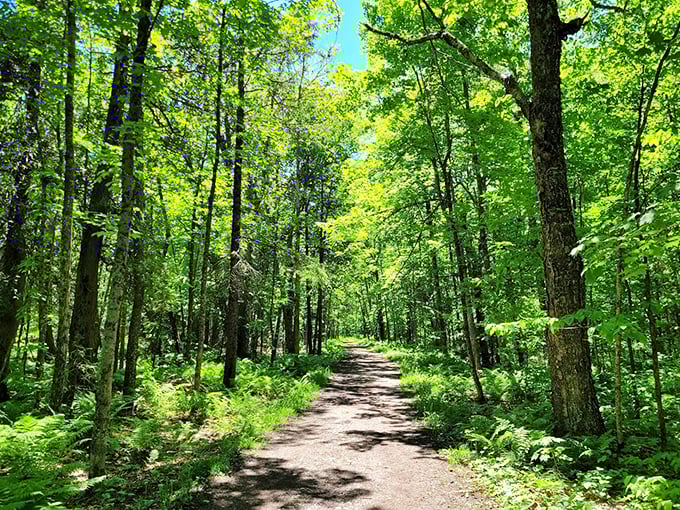 Sunlight filters through the forest canopy, creating a cathedral-like atmosphere on this serene woodland trail.