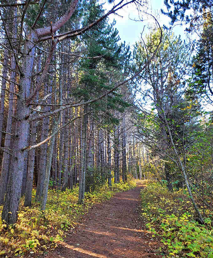Dappled sunlight guides visitors along this serene forest path, the perfect prelude to the beach's dramatic reveal.