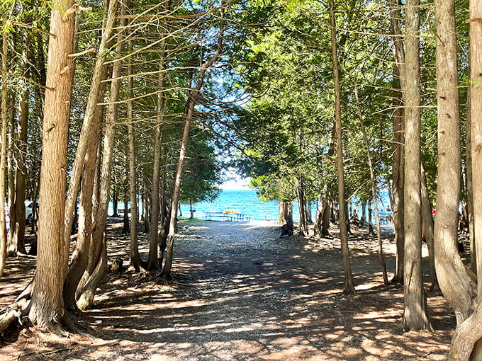 A cathedral of cedars creates a dramatic entrance to the beach, building anticipation with every step.