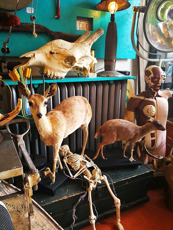 Taxidermy: This isn't your grandfather's hunting trophy &ndash; perfectly preserved creatures frozen in time, creating a still-life zoo that never needs feeding.