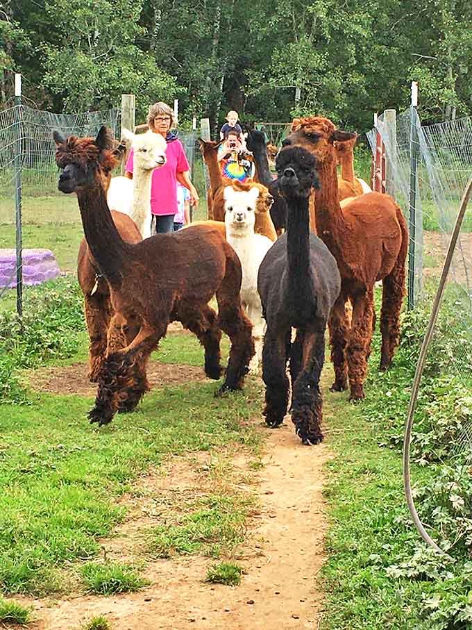 The Frosty Ridge herd on parade, showing off their distinctive personalities and hairstyles that would make any stylist jealous.