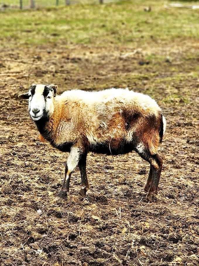The Barbados Blackbelly sheep strikes a pose that says, "I'm not just farm stock, I'm fashion-forward farm stock."