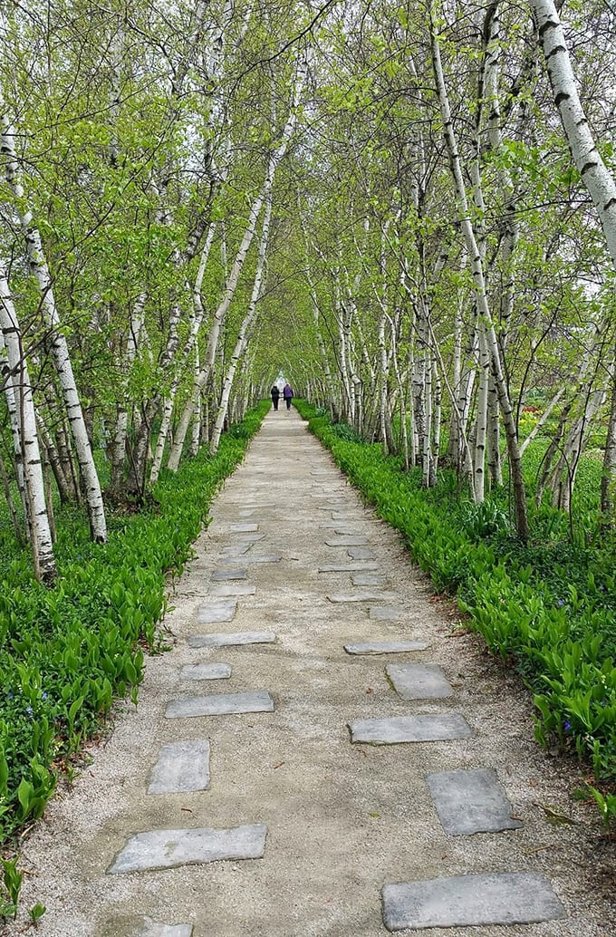 The iconic Birch Tree All&eacute;e in spring showcases delicate green foliage against stark white trunks, creating nature's perfect symmetry.