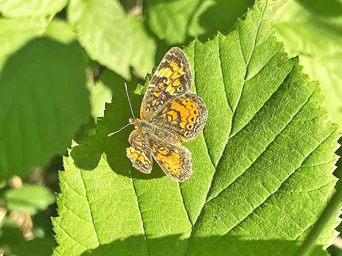 Nature's tiny stained glass window &ndash; a pearl crescent butterfly pauses, its orange-patterned wings catching sunlight on a perfect green stage.