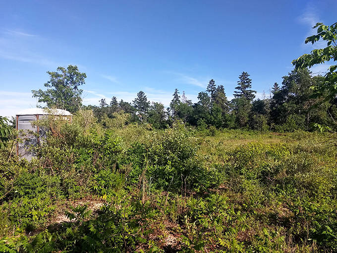 Nature reclaims its territory in this verdant tangle of wilderness, where human footpaths are merely suggestions.