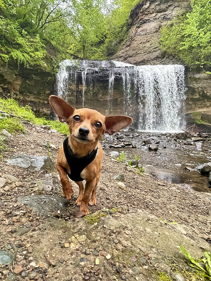 A small pup enjoys the grand spectacle, proving that nature's wonders are best appreciated with a four-legged companion.