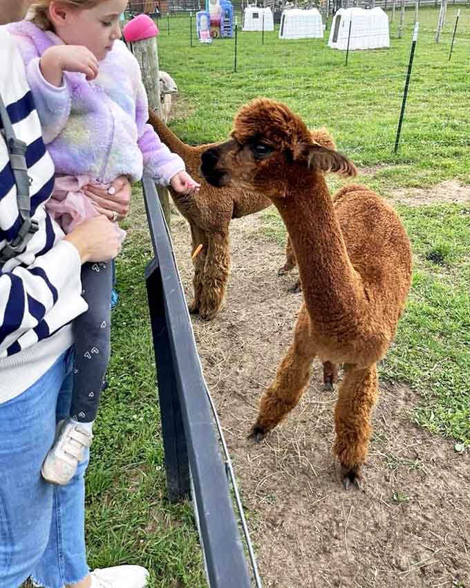 This curious alpaca seems to be asking, "Got any snacks?" Their expressive faces and gentle demeanor make them irresistible to visitors.