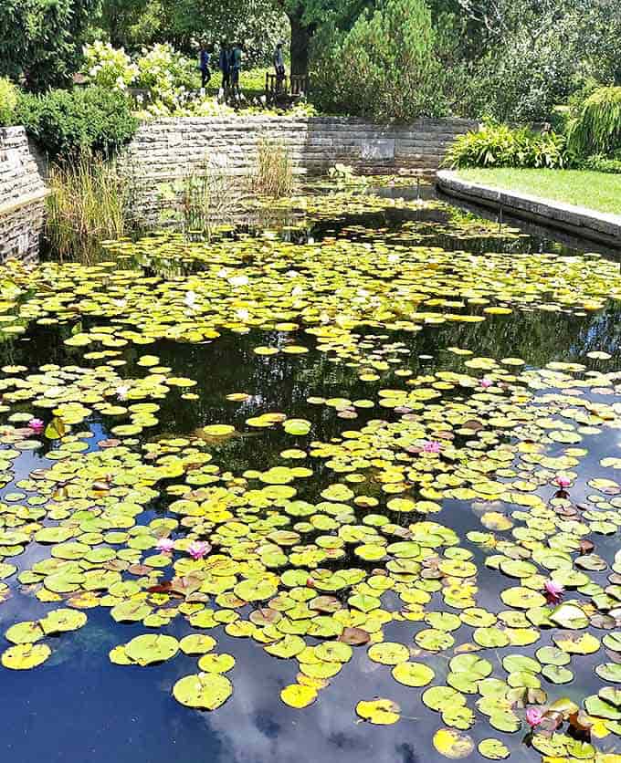 Nature's own mosaic &ndash; lily pads transform this quiet pond into a living Monet painting that changes with every passing breeze.
