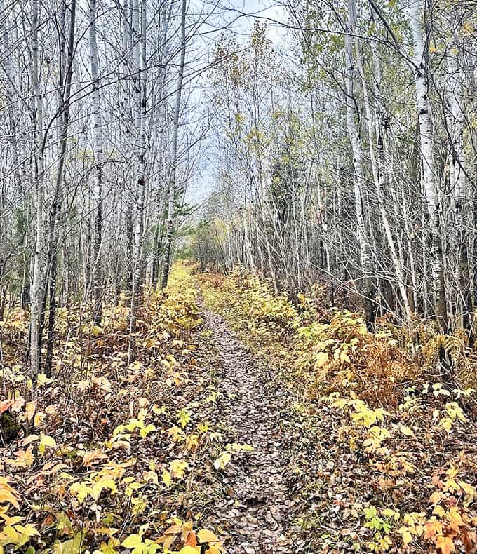 The narrow woodland path winds through a birch forest, where dappled sunlight creates a natural light show on the forest floor.