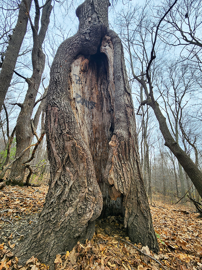 This ancient oak has witnessed centuries of seasons, standing majestic with its hollow heart still beating with forest life.