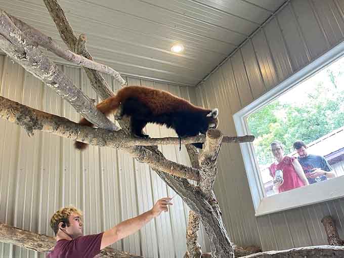 This adorable red panda demonstrates nature's acrobatic talents, balancing on branches with the casual confidence of a furry daredevil.