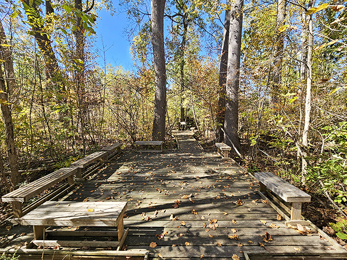 Autumn transforms the boardwalk into a golden pathway. Like walking through nature's version of "The Wizard of Oz."