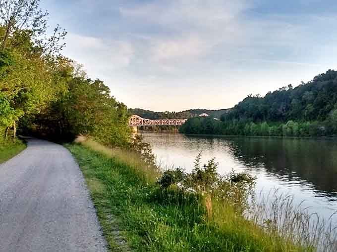 Morning mist performs its daily magic trick, turning an ordinary river valley into something that belongs in a fantasy novel.