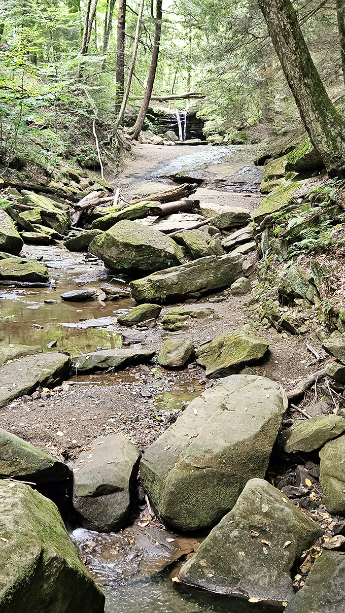 Nature's staircase of moss-covered stones invites explorers to follow the stream's journey through this enchanted Ohio woodland.