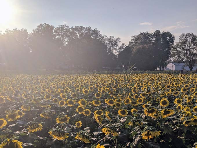 Golden hour magic transforms the field into something otherworldly, as if Van Gogh himself had painted the sunset.