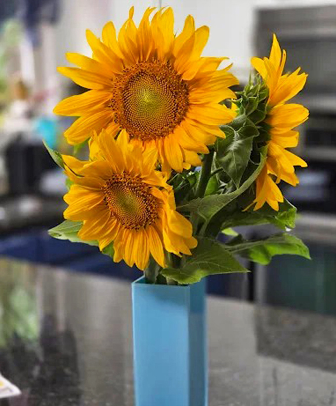 Bringing the sunshine indoors! These cut sunflowers will brighten any room with their cheerful, golden presence.
