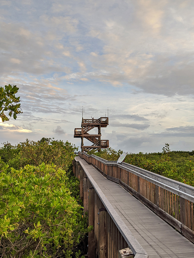 The observation tower rises above the mangrove forest, promising panoramic views worth every step of the climb.