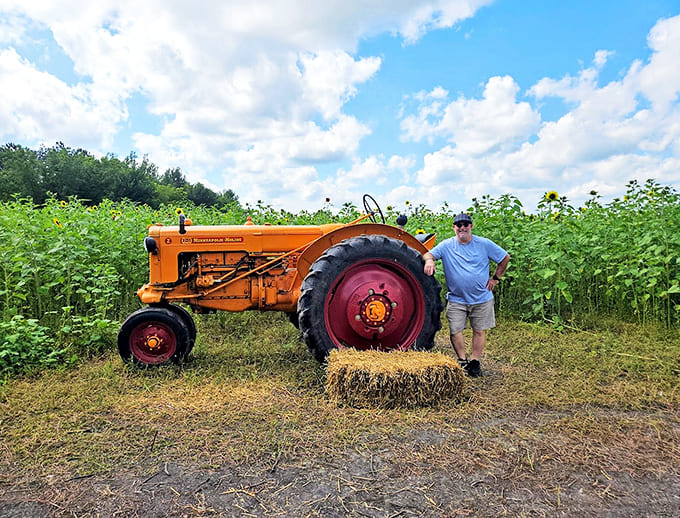 This vintage tractor isn't harvesting crops &ndash; it's cultivating smiles and nostalgic photos among visitors to Gibbon's sunflower paradise.