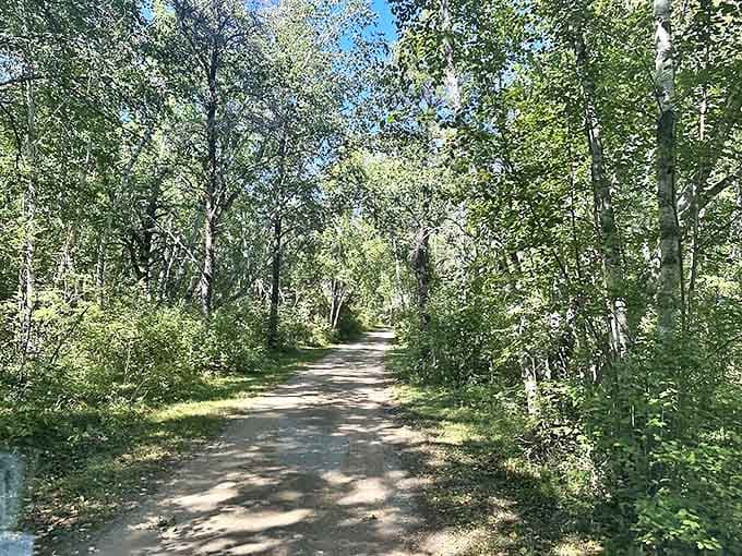 Nature's corridor invites exploration, with sunlight filtering through the canopy like spotlights on a forest stage.